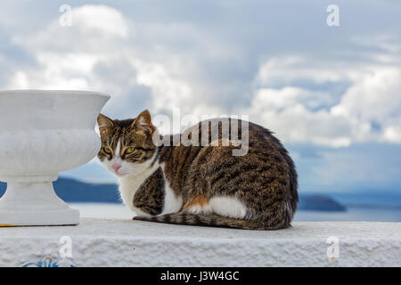Serious Greek cat sitting on the wall Stock Photo - Alamy