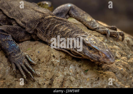 monitor lizard or bengal monitor or common indian monitor or varanus ...