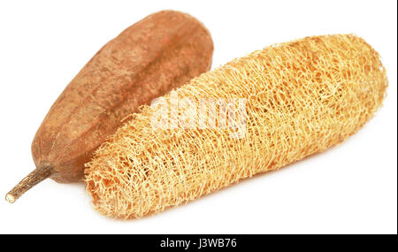 Natural scrubber of dried Ridge gourd over white background Stock Photo ...