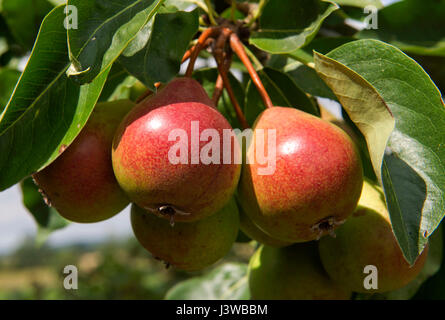 Orchard of perry pear trees in bloom at spring (Domfrontais, Orne ...