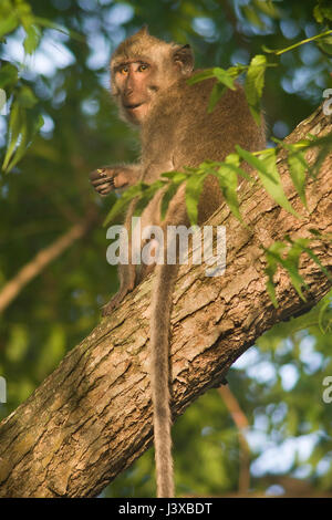 crab-eating macaque, Java macaque (Macaca fascicularis, Macaca irus ...