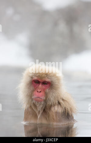 Wild Japanese macaque monkeys soaking in the hot spring in Jigokudani ...
