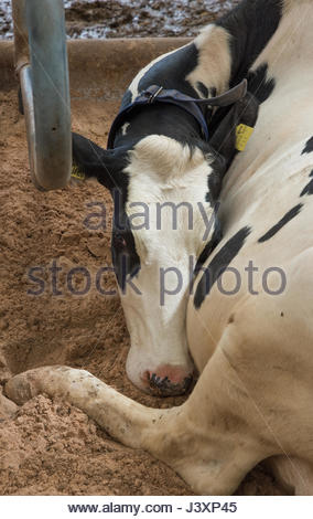 Holstein bedding cow cubicle dairy sawdust friesian friesians Stock ...