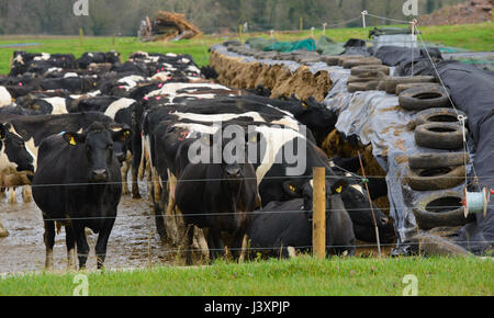 A herd of cows feeding at a silage clamp face, Staffordshire with a ...