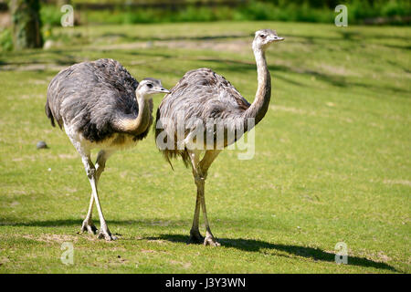 Two Greater Rheas (Rhea americana) roaming on open grass field. State ...