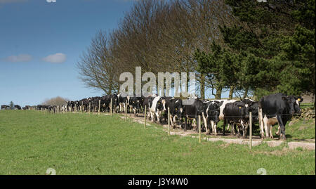 Dairy cows coming down a cow track for milking, Oxford, Oxfordshire ...