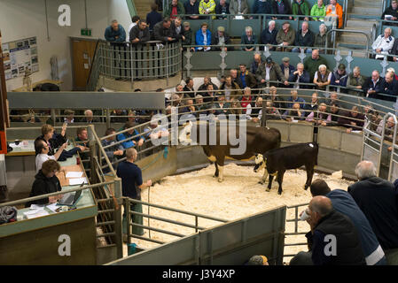 Livestock market, selling cow and calf in auction ring, Kirkby Stephen ...