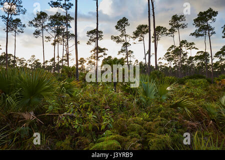 Pine forest on Abaco Island Bahamas Stock Photo - Alamy