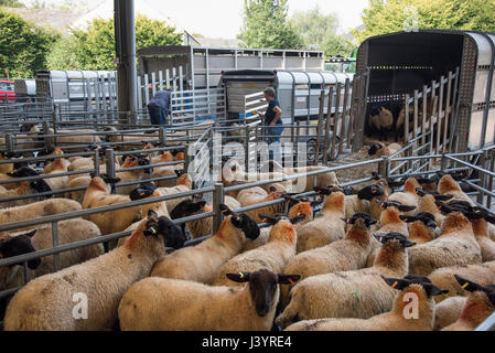 Unloading sheep at Bakewell livestock market, Bakewell, Derbyshire ...