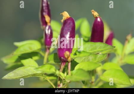 Organic masquerade ornamental purple hot chili pepper plant Stock Photo ...