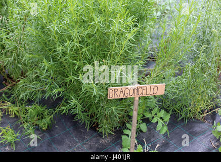 many plants of TARRAGON called Dragoncello in Italian Language Stock ...