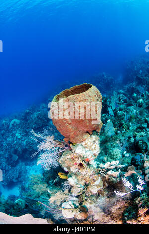 Large underwater barrel sponge with background SCUBA diver on a ...