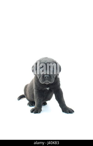 Portrait of an adorable Cane corso, studio shot, isolated on black ...
