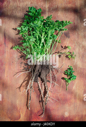 Raw parsley roots and bunch of fresh herb isolated on white Stock Photo ...