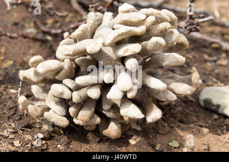 Sea weed in my garden and sea sponge Stock Photo - Alamy