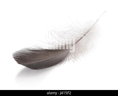 Small feather isolated on white background Stock Photo - Alamy