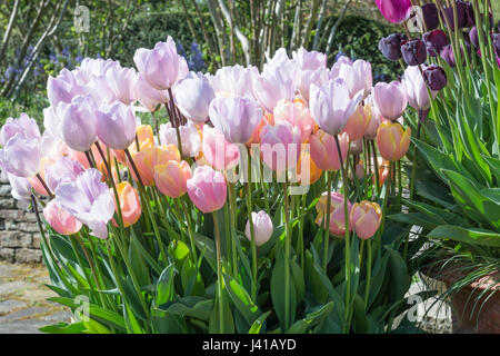 Tulip 'Jacuzzi' and 'Mango Charm' Stock Photo - Alamy