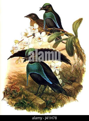Lophorina superba, also known as the superb bird-of-paradise, is a ...