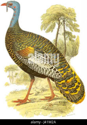 The Meleagris ocellata, also known as the ocellated turkey, is a ...