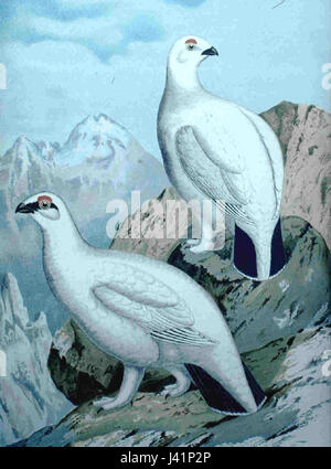 Ptarmigan (Lagopus mutus) in snowy landscape, Utsjoki, Finland ...