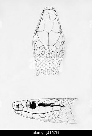 Leptophis modestus (Head Stock Photo - Alamy