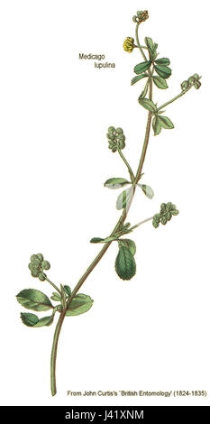 Medicago lupulina, commonly known as black medic, is a low-growing ...