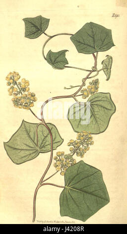 moonseed (Menispermum canadense Stock Photo - Alamy