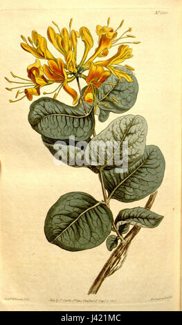 Lonicera flava, commonly known as yellow honeysuckle, is a flowering ...