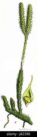 Lycopodium clavatum, commonly known as clubmoss, is a perennial plant ...