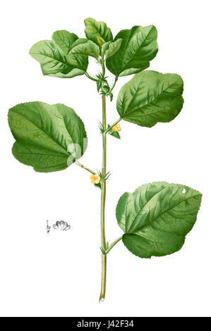 Malachra capitata L L Malachra capitata L L Stock Photo - Alamy