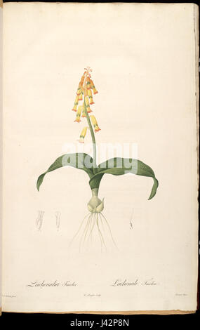 Lachenalia aloides a flowering native plant of South Africa also known as Cape cowslip Stock ...