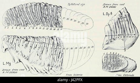 Fossil skeletons of a Woolly Mammoth (Mammuthus primigenius). Mammals ...