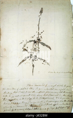 Mary Anning was a pioneering English fossil hunter and paleontologist ...