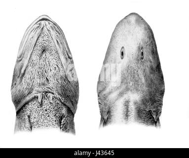 Lycodes reticulatus is a species of fish, known for its distinctive ...