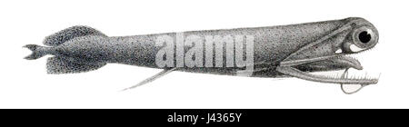 Malacosteus niger is a species of deep-sea fish known for its unique ...