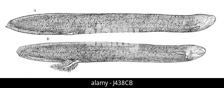 South American lungfish (Lepidosiren paradoxa), side view Stock Photo ...