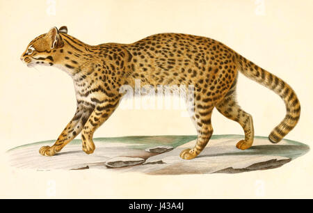 Geoffroy's cat, Leopardus geoffroyi, a wild cat native to South America ...