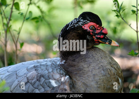 Gray, grey Muscovy duck (Cairina moschata) portrait, close-up, face ...
