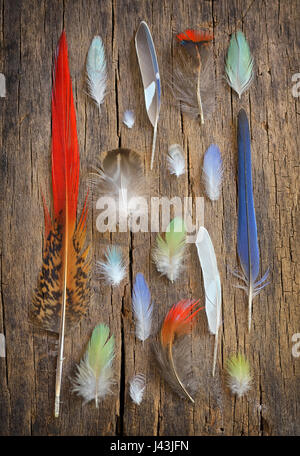 Collection of different color feathers. Isolated on black background ...