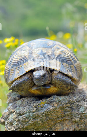 Testudo graeca ibera in forest Stock Photo - Alamy