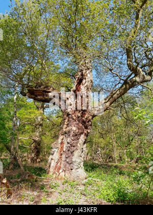 An old oak tree bathed in autumn sunlight - John Gollop Stock Photo - Alamy