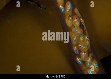 Blue-rayed Limpet - Patella pellucida Stock Photo - Alamy