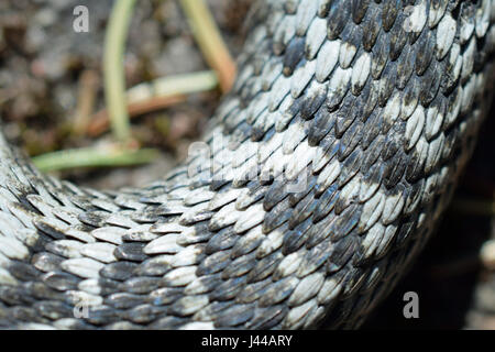 Adder: Vipera berus. Detail of scales and pattern on body. Dead ...