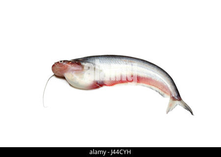 Fresh water Pabda fish of Southeast Asia isolated on white background ...