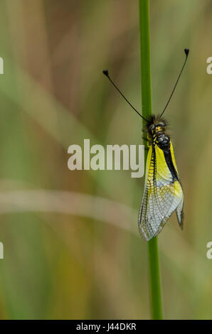 Owl-fly Libelloides baeticus , Ascalaphus libelluloides, wildlife ...