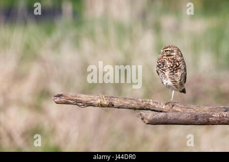 Burrowing Owl at Vancouver BC Canada, Apr. 2017 Stock Photo - Alamy