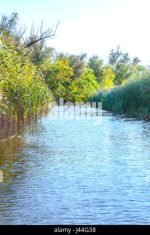 a Landscape image of a small river reedy and old trees Stock Photo - Alamy