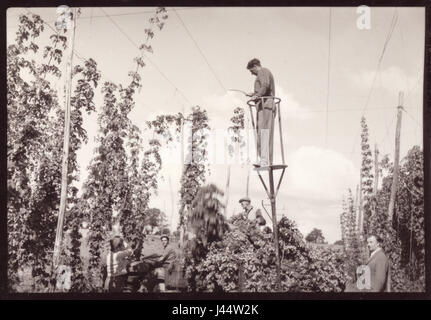 Kentish hop pickers with a man known as a pole-puller perched on a ...