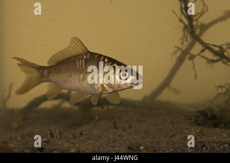 young carp swimming between tree roots above the bottom Stock Photo - Alamy