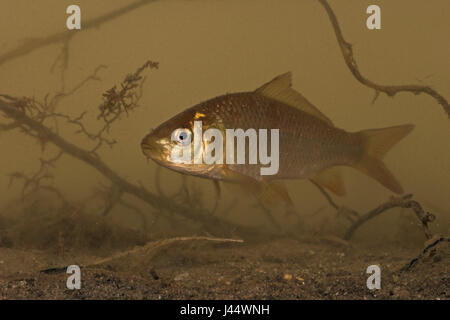 young carp swimming between tree roots above the bottom Stock Photo - Alamy